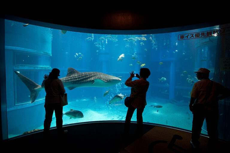 Osaka Aquarium Kaiyukan: Pacific Ocean Wonder – SakuraTrips